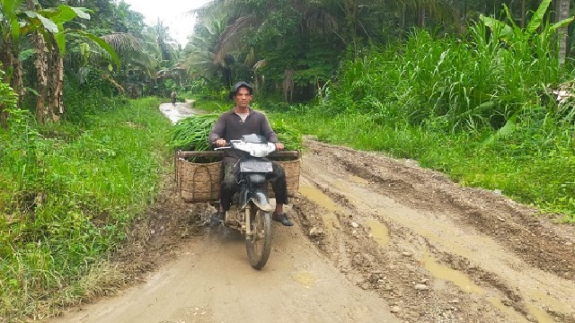 Sudah Lama Pengerasan Jalan Kabupaten Di Alue Peuno Belum Diaspal ...